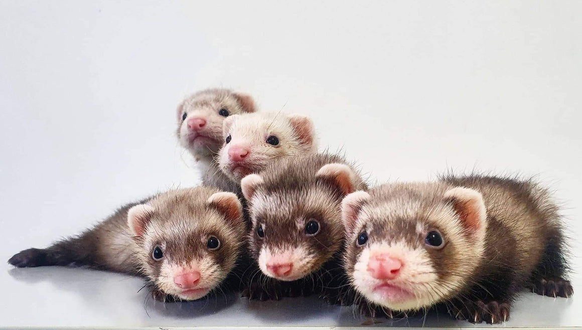 Pet Magic Cannington